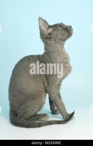Side view of a Devon rex sitting and staring Stock Photo - Alamy