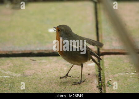 Robin redbreast a lovely red winter bird Stock Photo - Alamy