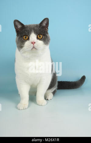 british shorthair sitting, bi-colour, blue and white Stock Photo - Alamy