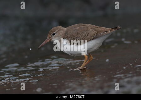 1st winter Spotted Sandpiper Stock Photo - Alamy