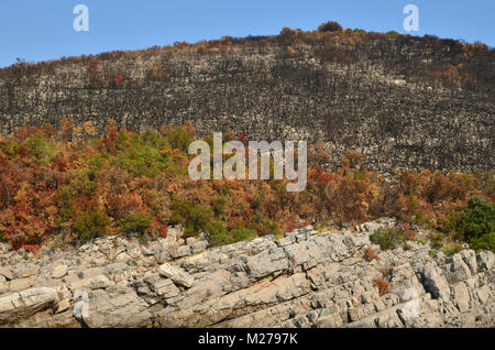 Half burnt tree with ash Stock Photo - Alamy