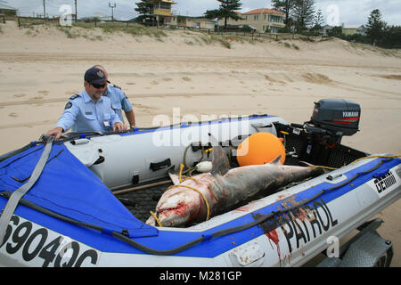 The dying moments of a Great White Shark which washed ashore, caught on ...