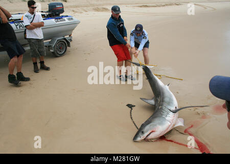 The dying moments of a Great White Shark which washed ashore, caught on ...