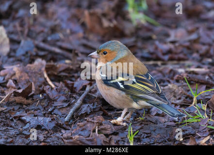 Common finch or Fringilla coelebs - Small passerine bird Stock Photo ...