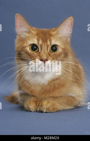 sorrel somali portrait Stock Photo - Alamy