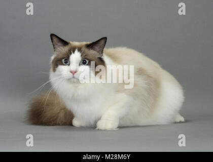 Seal Point Bi-Color Ragdoll Stock Photo - Alamy