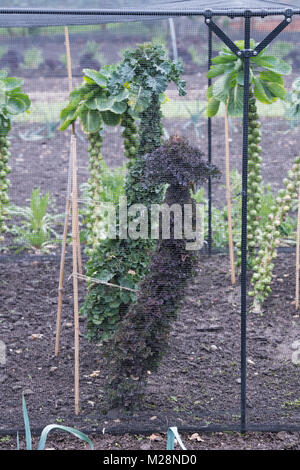 Sprouts of crops in a vegetable garden Stock Photo - Alamy