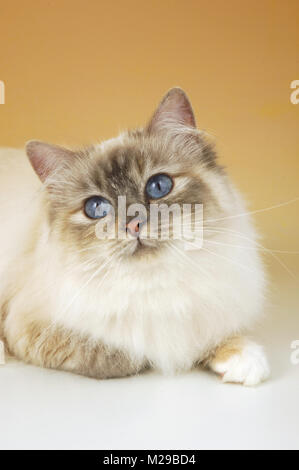 blue tortie tabby birman portrait Stock Photo - Alamy