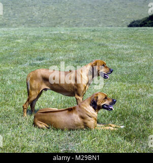 standing Rhodesian Ridgebacks Stock Photo - Alamy