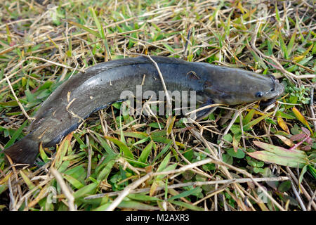 Walking Catfish (Clarias batrachus Stock Photo - Alamy