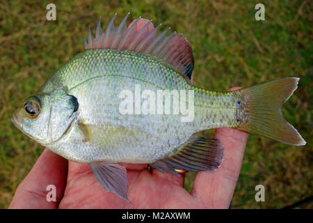 Bluegill Lepomis macrochirus Florida Stock Photo - Alamy