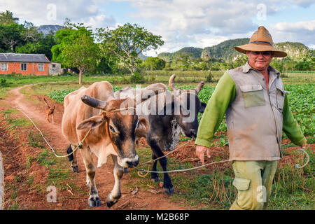 Agriculture, farmers, peasants, people and Cuban men at work in farm ...