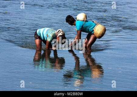 Men belonging to Tharu community fish in the Rapti river in Sauraha ...