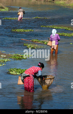 Women belonging to Tharu community fishing in the Rapti river in ...