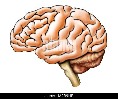 Digital illustration of human Brain, lobe, lobes, anatomy, 3D rendering ...