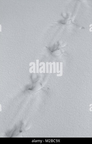 Wild Turkey Tracks Meleagris gallopavo in snow North America Stock ...