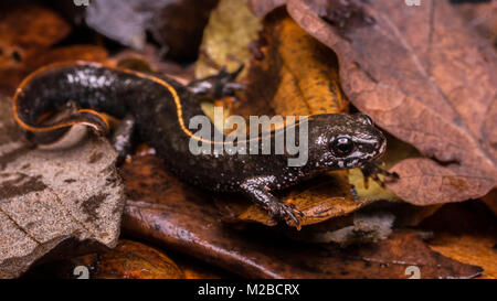Danube crested newt, Danube newt (Triturus dobrogicus), male under ...