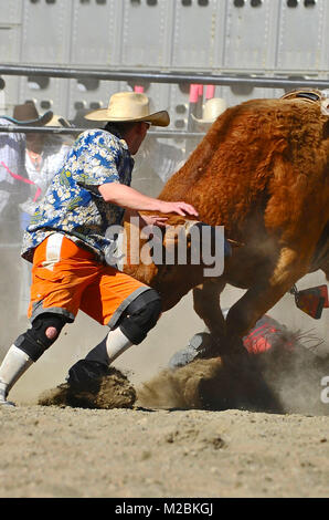 A close up of a Bucking Bull at a rodeo competition Stock Photo - Alamy