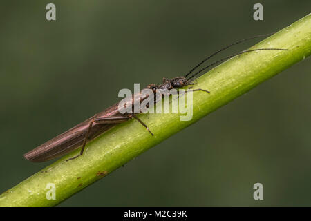 Leuctra fusca stonefly perched on sycamore leaf. Tipperary, Ireland ...