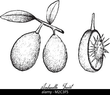 Mango tree on transparent background illustration Stock Vector Image ...