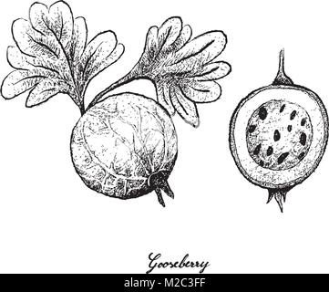 Hand drawn sketch of gooseberry in color. Isolated on white background ...