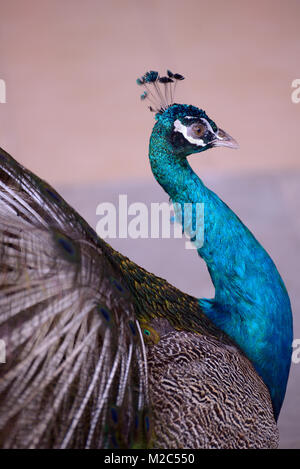 A closeup shot of bright blue bird feathers isolated on a pink ...