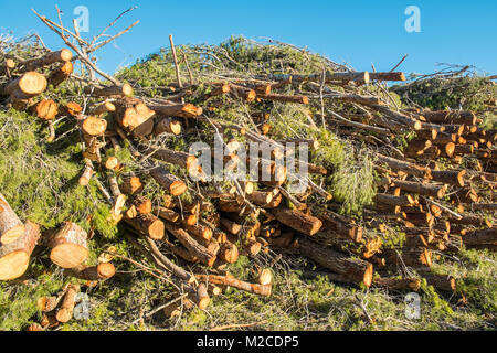 Stack of timber from forestry works Stock Photo - Alamy