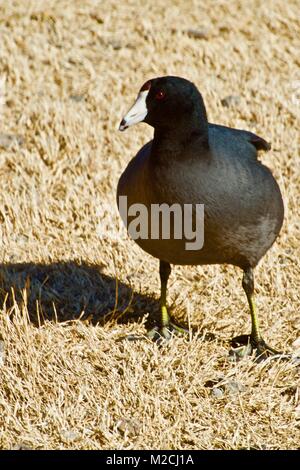 American Coot Bird Duck Mud Hen Green Lily Pads Juanita Bay Park Lake ...