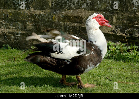 Muscovy duck (Cairina moschata), adult reflected in the water of Ashby ...