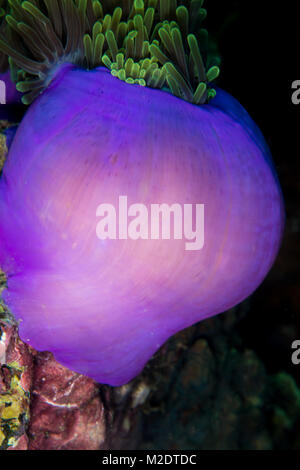 A skunk anemone closing up for the evening Stock Photo - Alamy