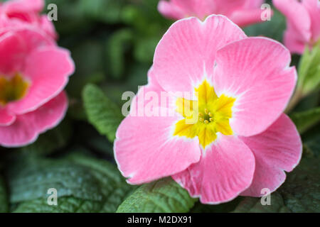 Primula acaulis 'Candy Baby Pink' Stock Photo - Alamy