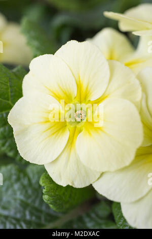 Primula acaulis 'Candy Vanilla' Stock Photo - Alamy