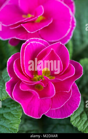 Pink Primula acaulis 'Rubens Mix' planted in a white basket for Mother ...