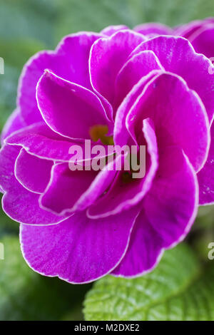 Primula acaulis 'Rubens Mix' Stock Photo - Alamy
