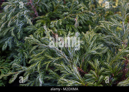 Chamaecyparis pisifera 'Boulevard', cypress conifer conifers evergreen ...