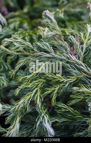 Chamaecyparis pisifera 'Boulevard', cypress conifer conifers evergreen ...