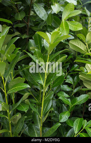 cherry-laurel (Prunus laurocerasus 'Rotundifolia', Prunus laurocerasus ...