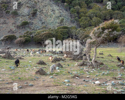 Greece, Samothrace island, goats on pasture Stock Photo - Alamy