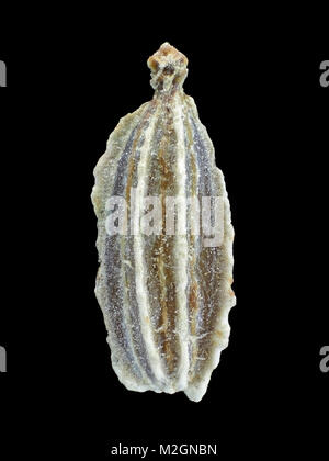 Carrot seeds (Daucus carota Stock Photo - Alamy
