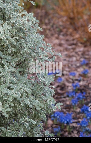 Pittosporum tenuifolium ‘Variegatum’. Kohuhu bush at RHS Wisley gardens ...