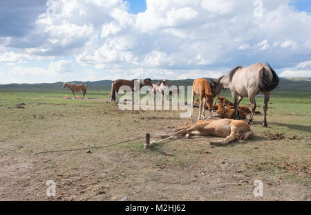 koumiss farm in the steppes of Central Asia Stock Photo - Alamy