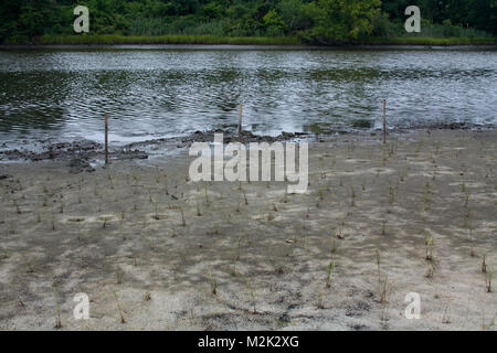 A healthy salt marsh grows in Pleasant Bay on Cape Cod, Massachusetts ...