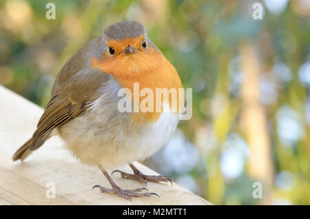 Robin puffed up against the cold perches by a snowy hillside in The ...