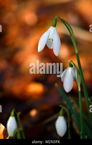 galanthus castlegar,irish,Ireland,snowdrop, snowdrops, spring, flower ...