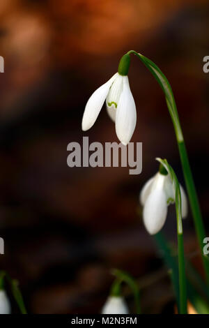 galanthus castlegar,irish,Ireland,snowdrop, snowdrops, spring, flower ...