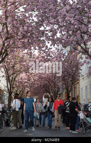 cherry blossoms spring Bonn Germany Stock Photo - Alamy