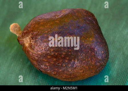 Doum palm Hyphaene thebaica - palm with branched stem Stock Photo ...