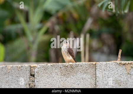 Small jamaican hawk, Ocho Rios, Jamaica, West Indies, Caribbean Stock ...