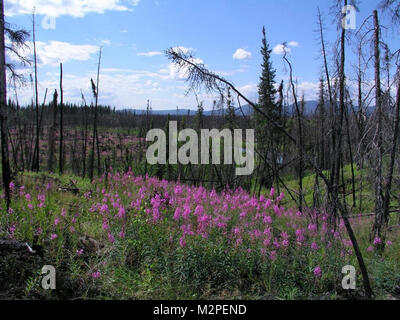 Fire is a natural part of the boreal forest and tundra ecosystems in ...