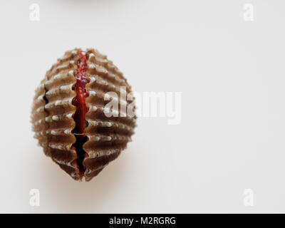Raw cockle, ark shell, shot high angle view isolated on white ...